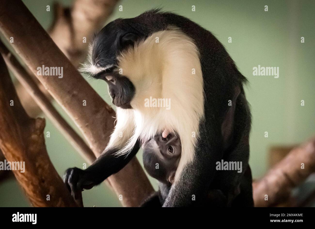 A newborn Roloway monkey with its mother Kayla at the Yorkshire ...