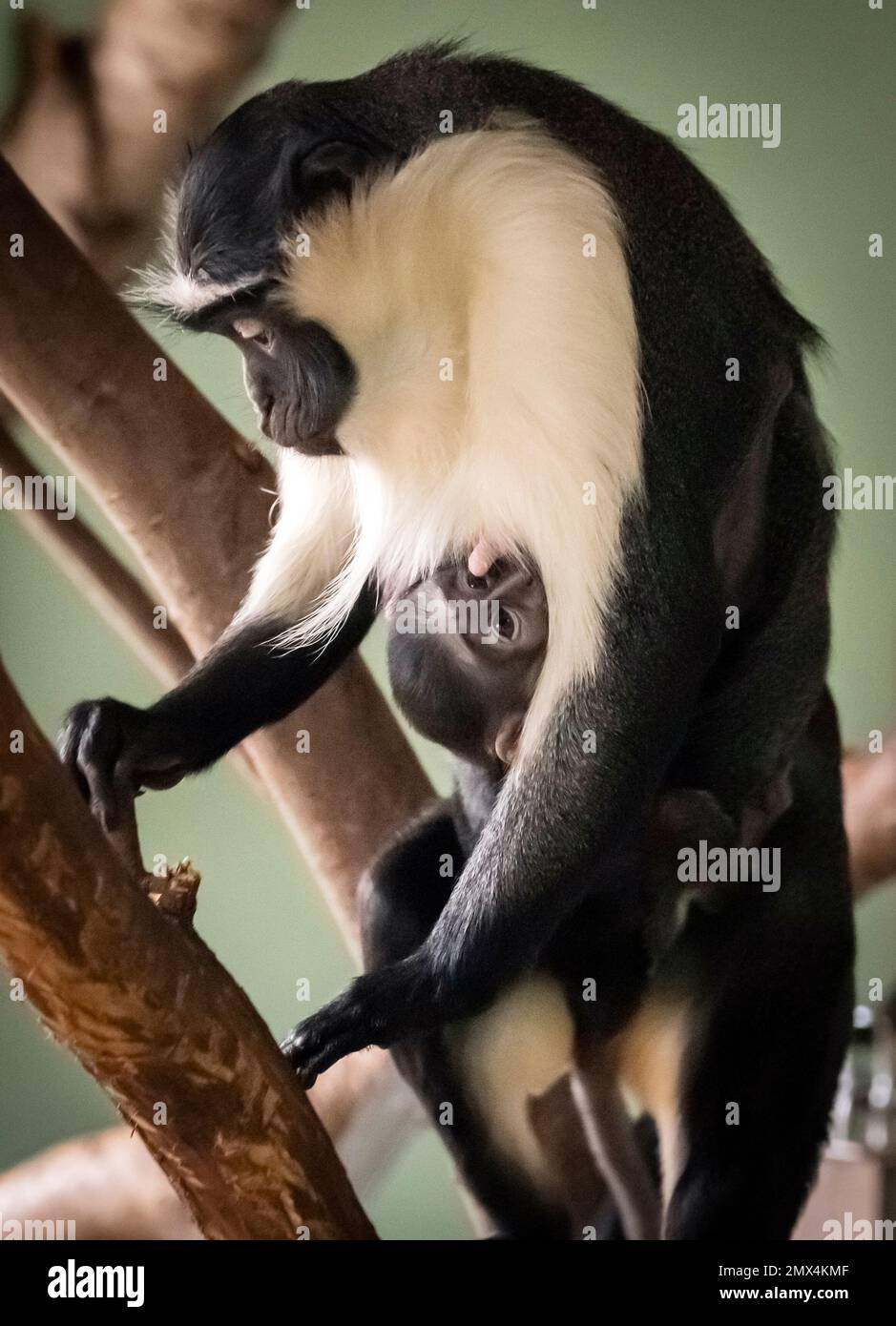 Yorkshire wildlife park 2021 hi-res stock photography and images - Alamy