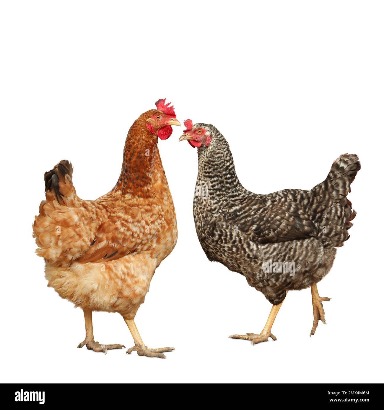 Beautiful colorful chickens on white background. Domestic animal Stock ...
