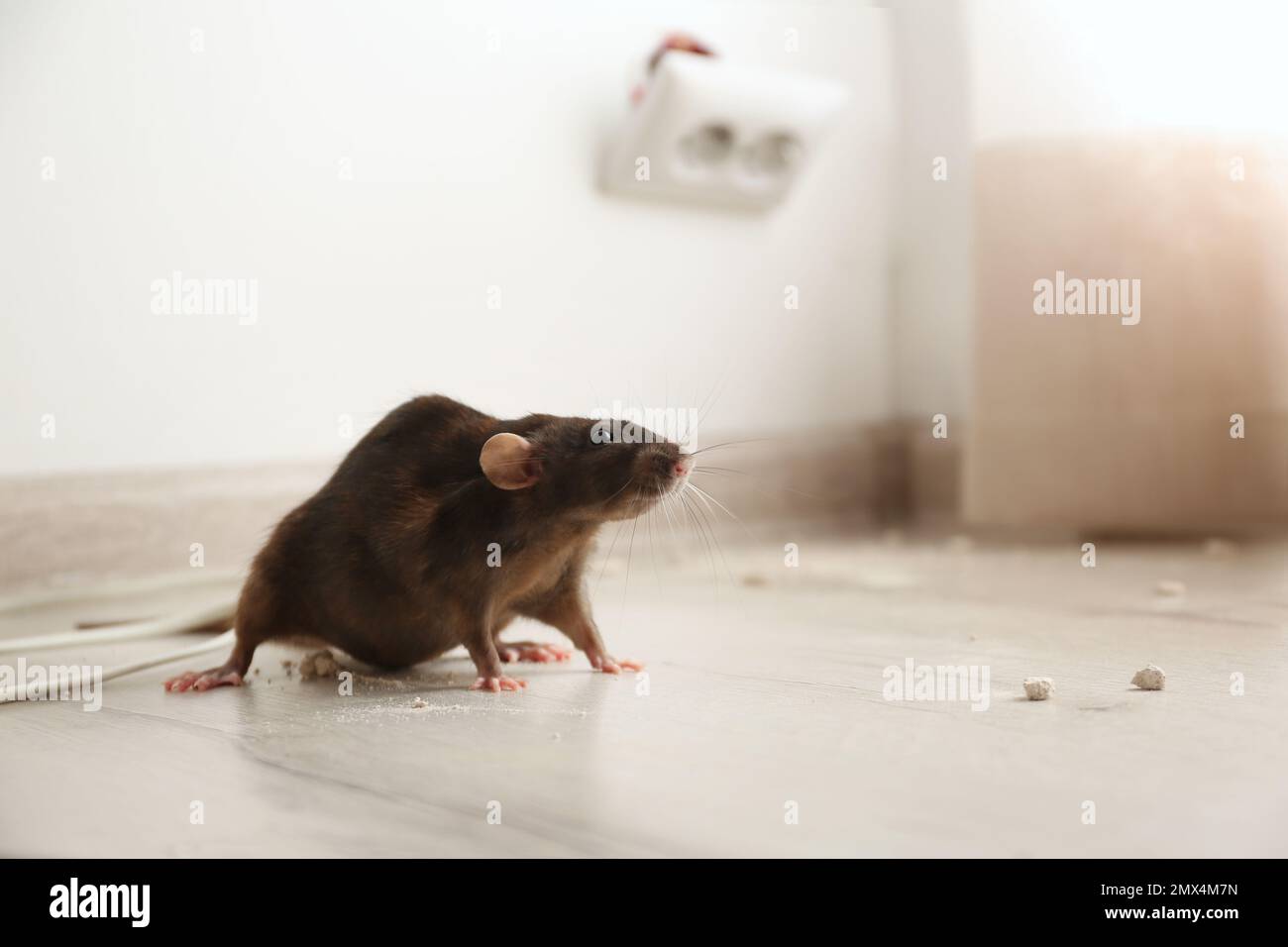 Brown rat on floor indoors. Pest control Stock Photo - Alamy