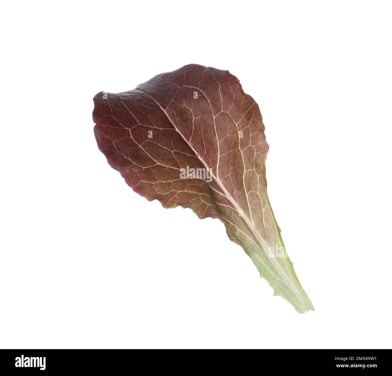 Modern lettuce Cut Out Stock Images & Pictures - Alamy