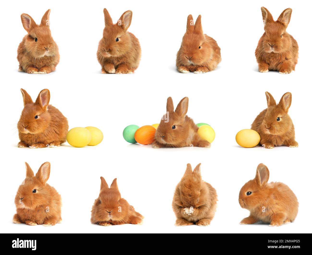 Collage with adorable fluffy Easter bunnies on white background Stock ...