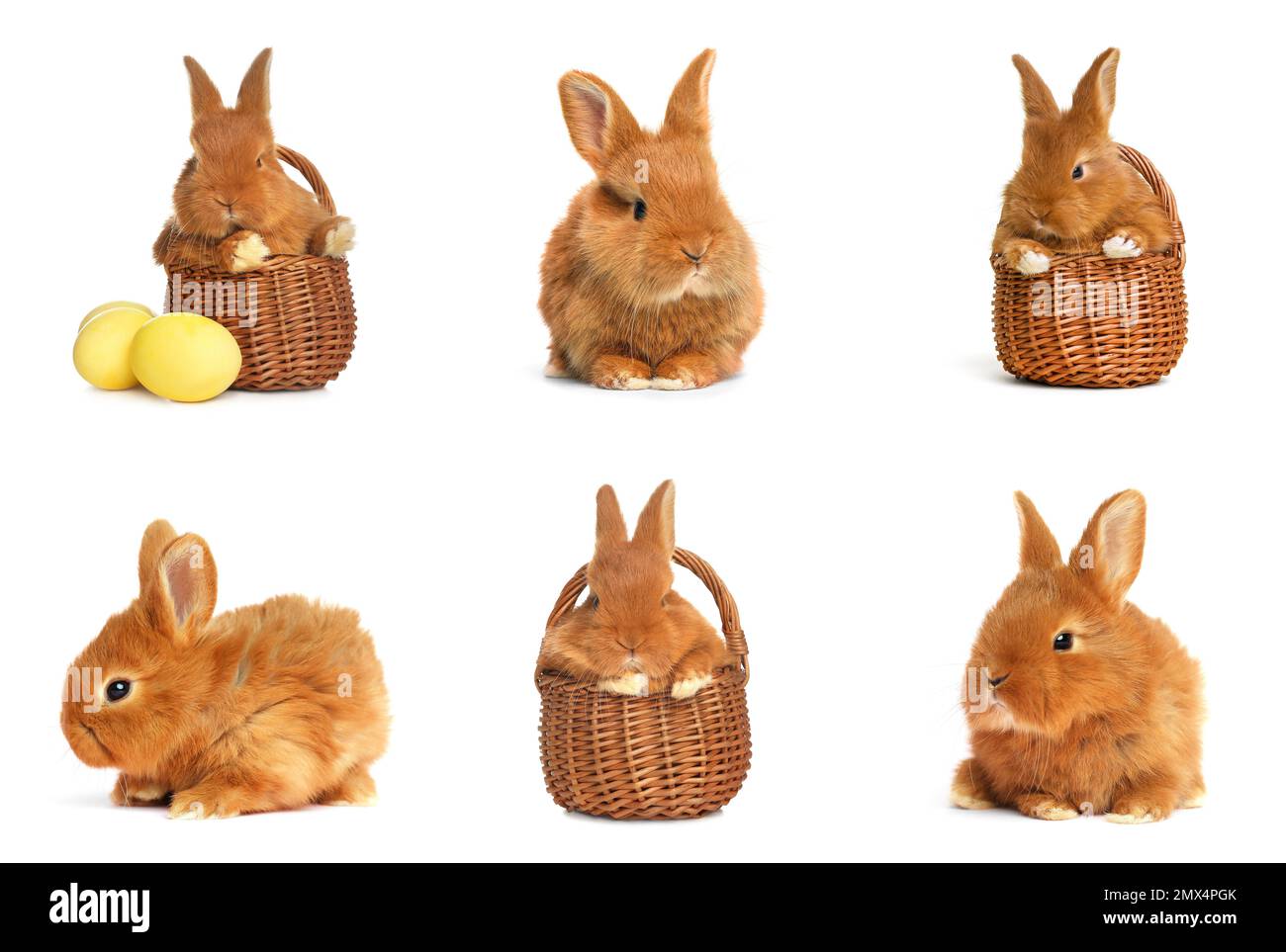 Collage with adorable fluffy Easter bunnies on white background Stock ...