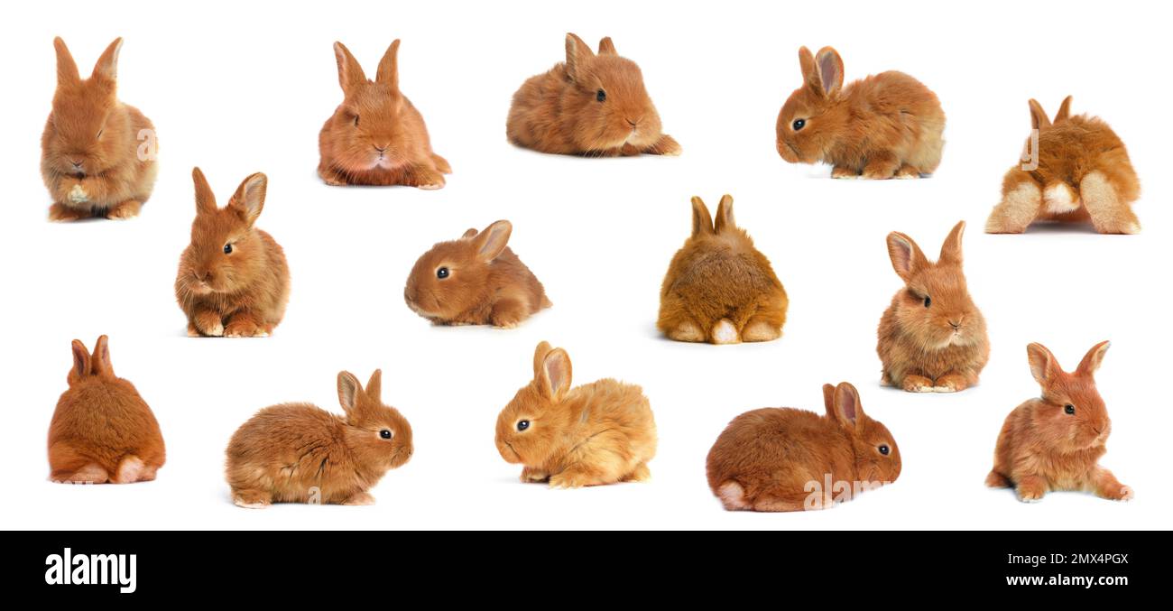 Collage with adorable fluffy Easter bunnies on white background Stock ...
