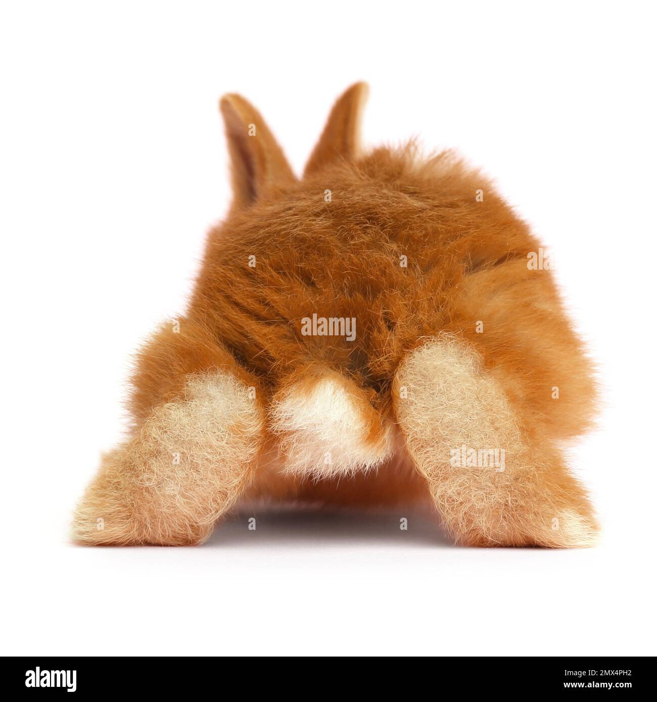 Adorable fluffy Easter bunny on white background, back view Stock Photo ...