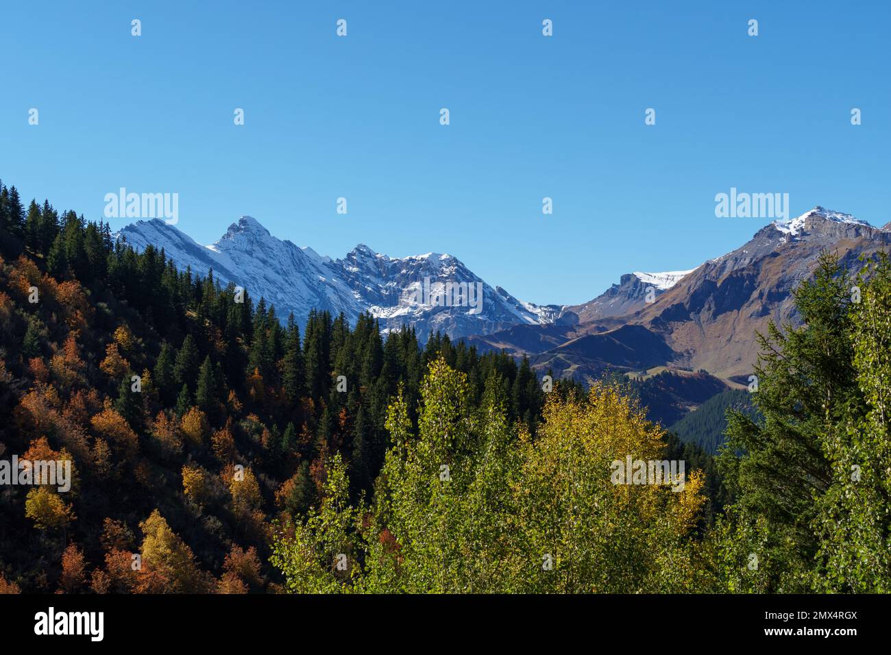 A variety of tree types and colors in the autumn, with snowy Swiss ...
