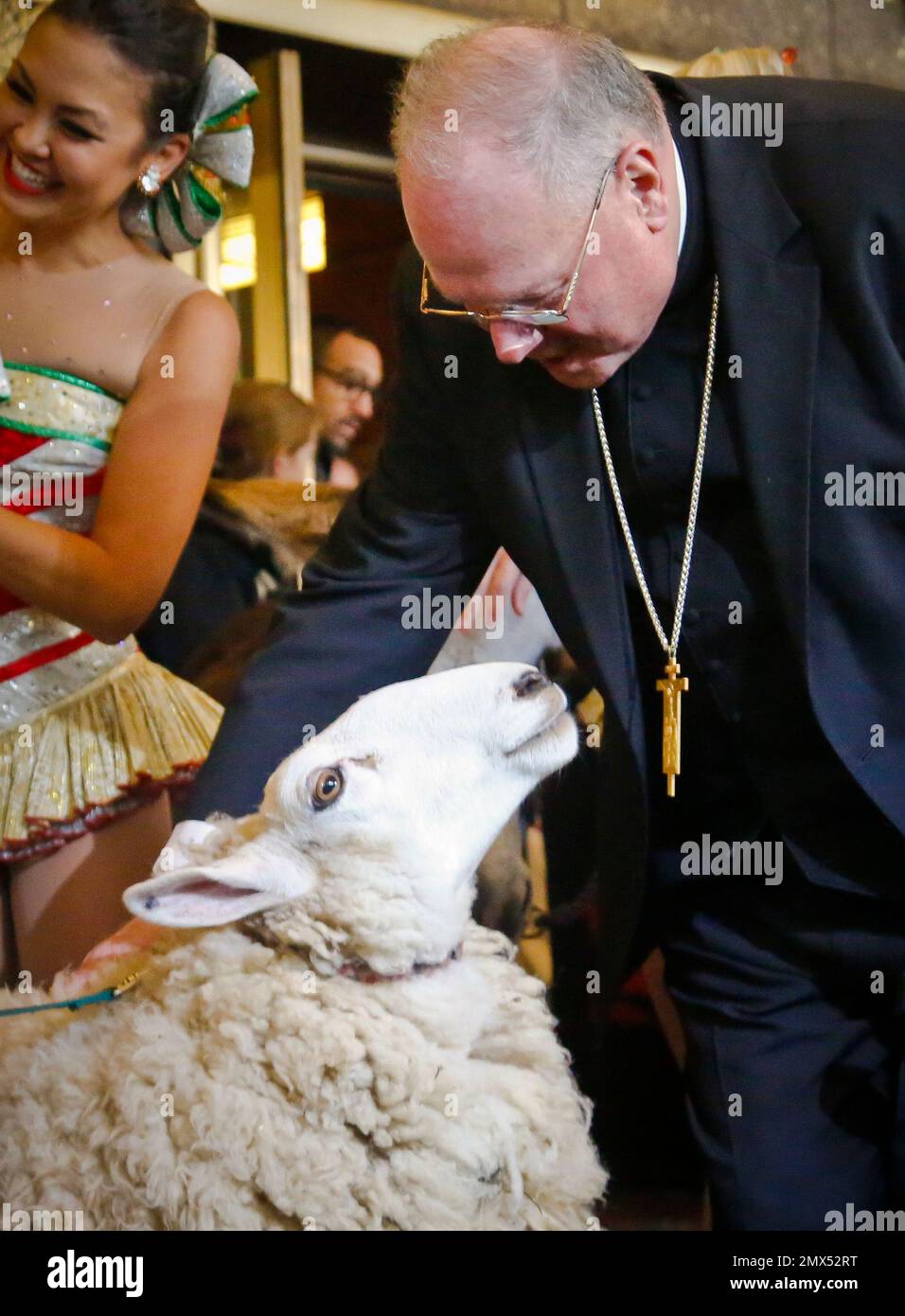 Cardinal Timothy Dolan prepares to officiate a blessing of camels ...