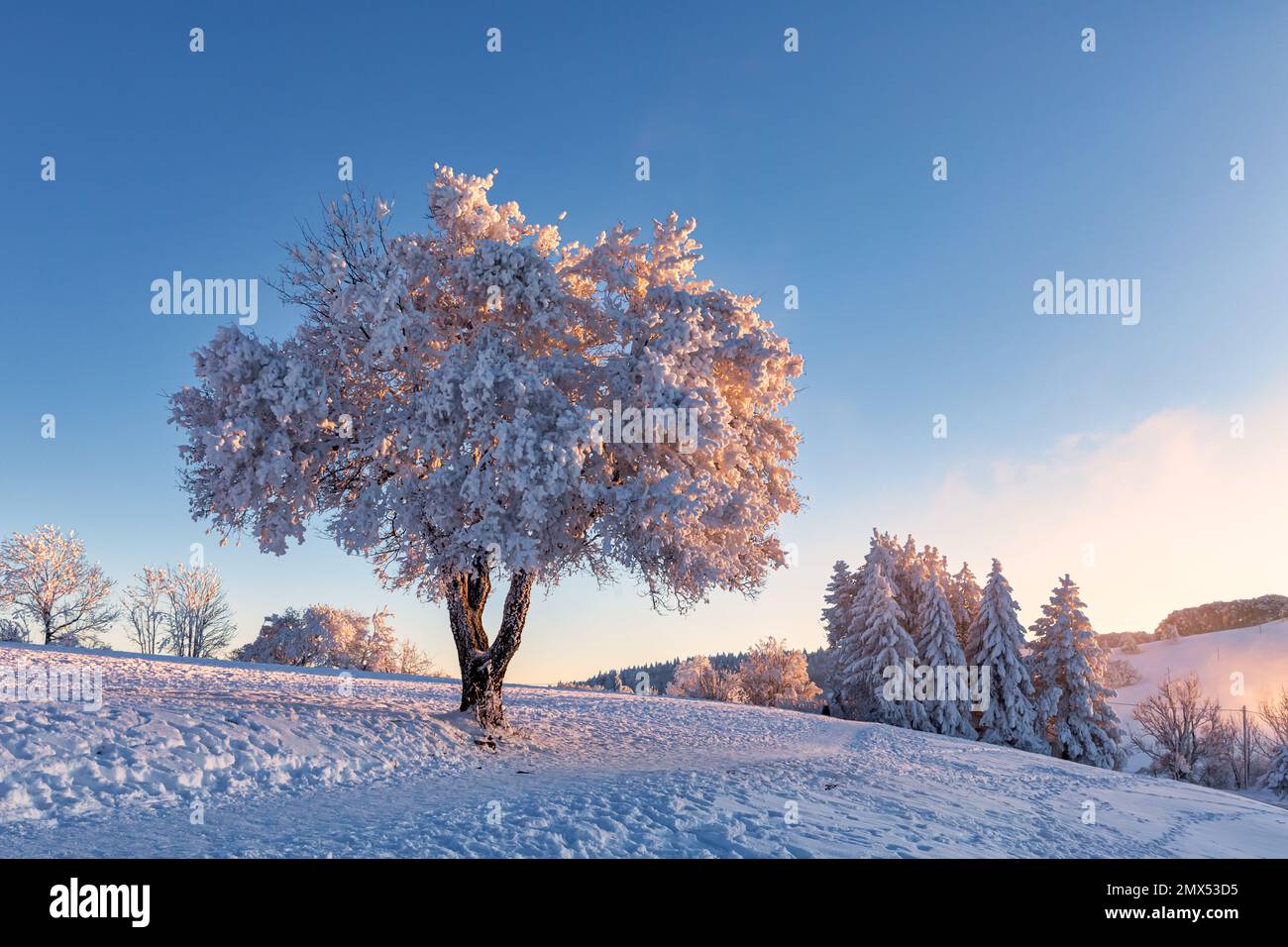 Winter landscape, frozen trees in winter, Mont Salève, Archamps, France ...