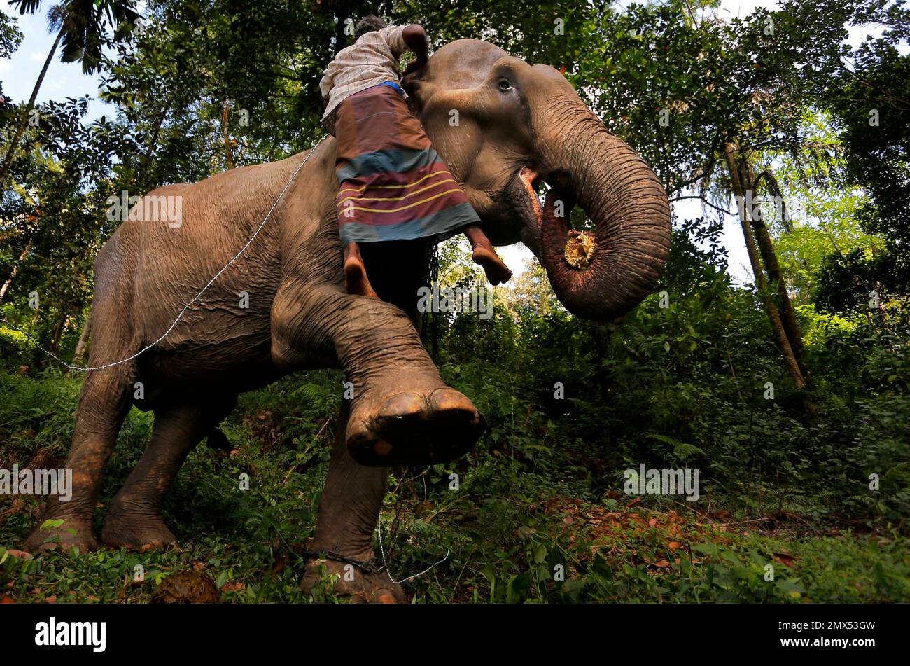 In this July 5, 2016 photo, a Sri Lankan mahout attempt to measure the ...