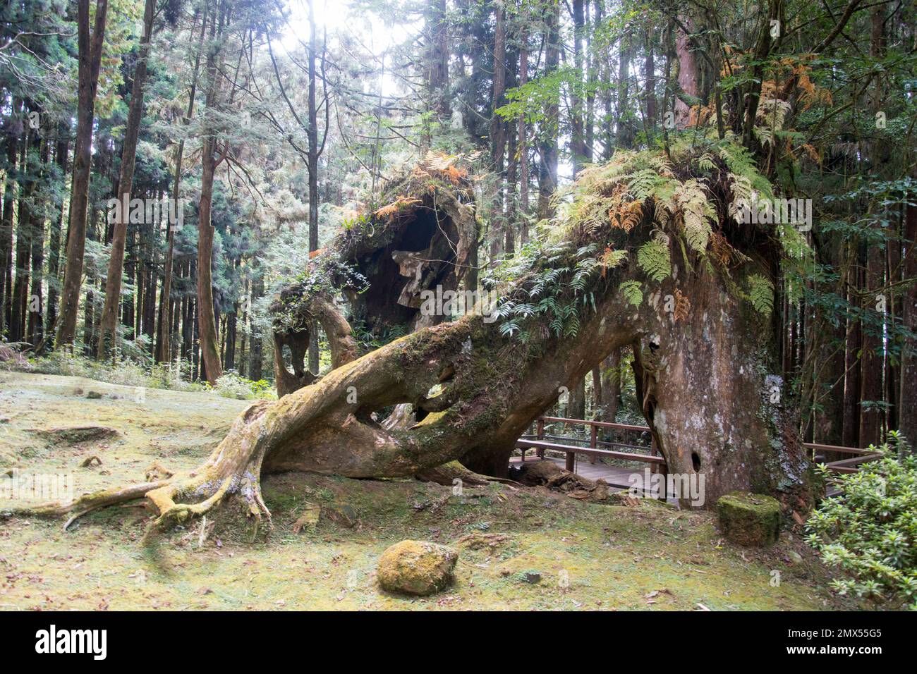 The Hearted Shaped Tree in Alishan National Forest Recreation Area in ...