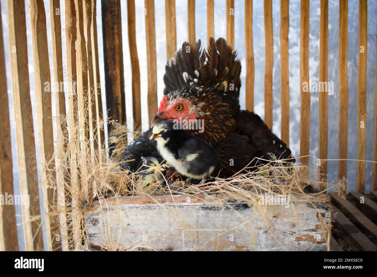 Hen incubating eggs in the straw in the coop. And chicks Stock Photo ...