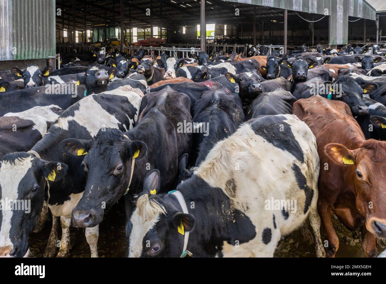 Timoleague, West Cork, Ireland. 2nd Feb, 2023. Dairy cows wait in their ...