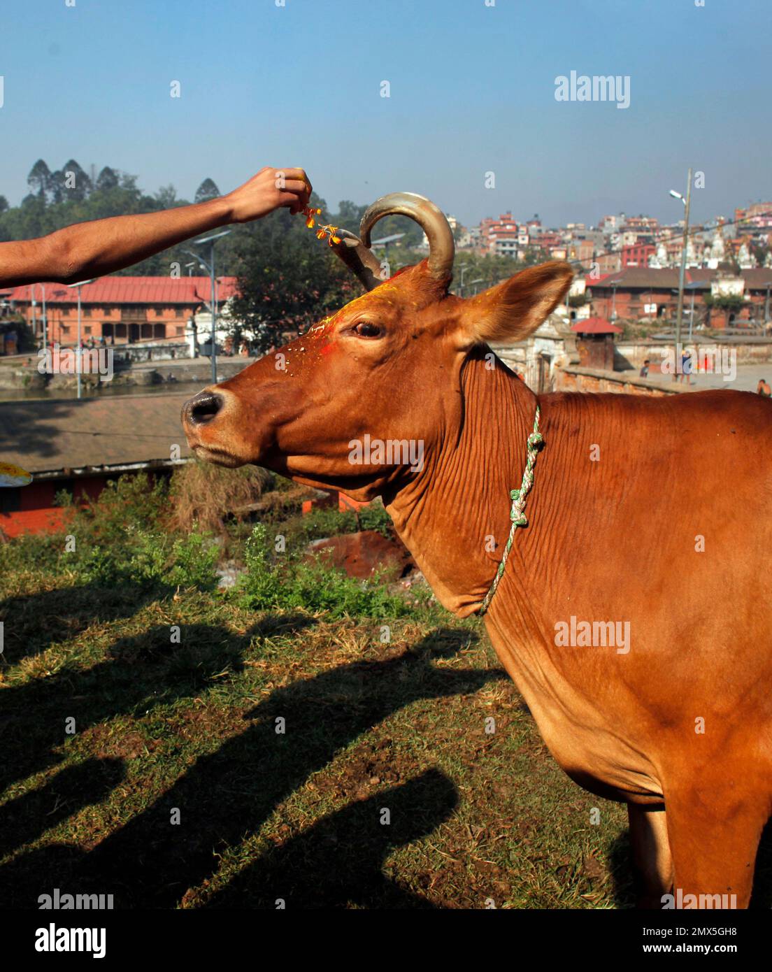 A young Hindu priest performs worship rituals on a cow during Tihar ...