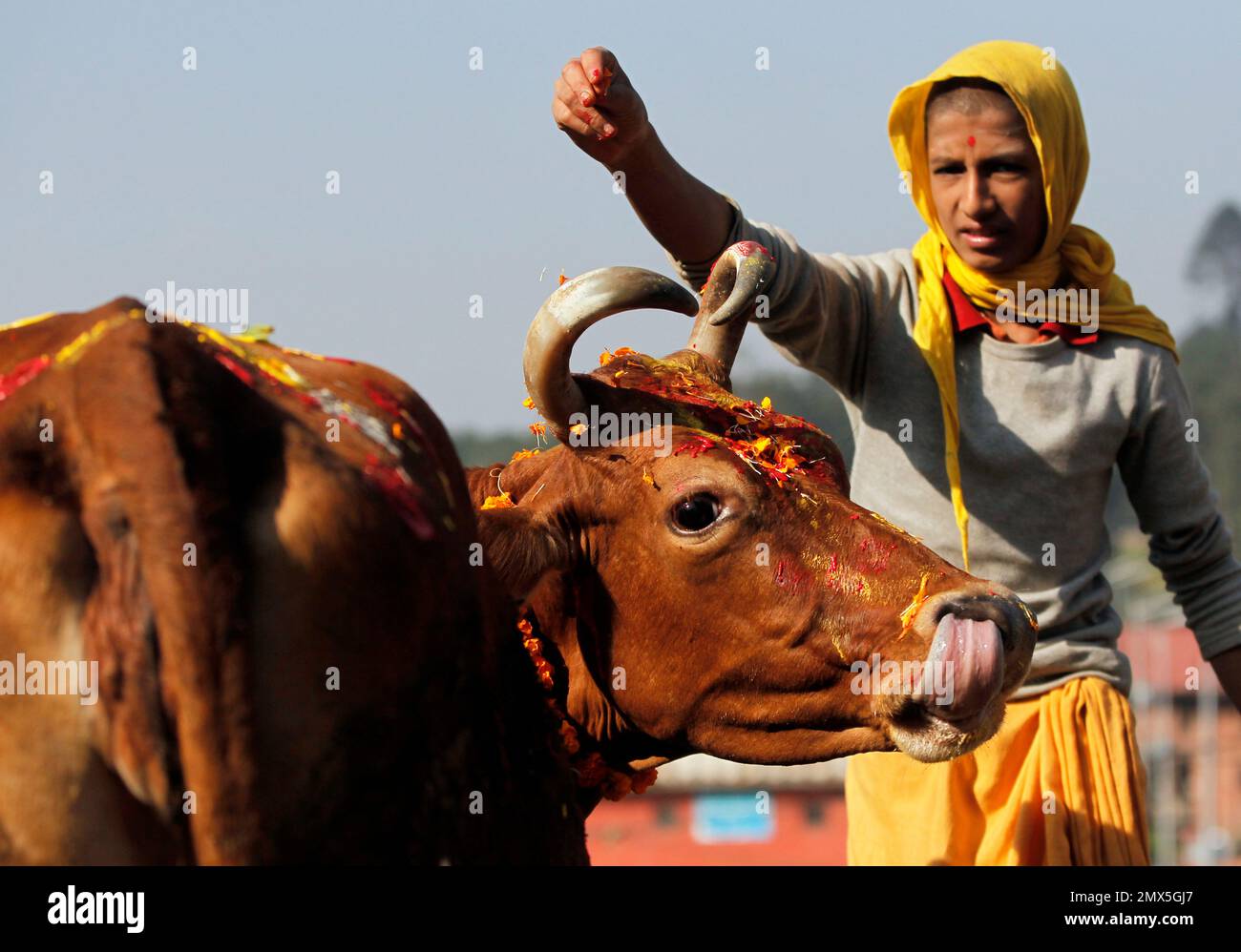 A young Hindu priest performs worship rituals on a cow during Tihar ...