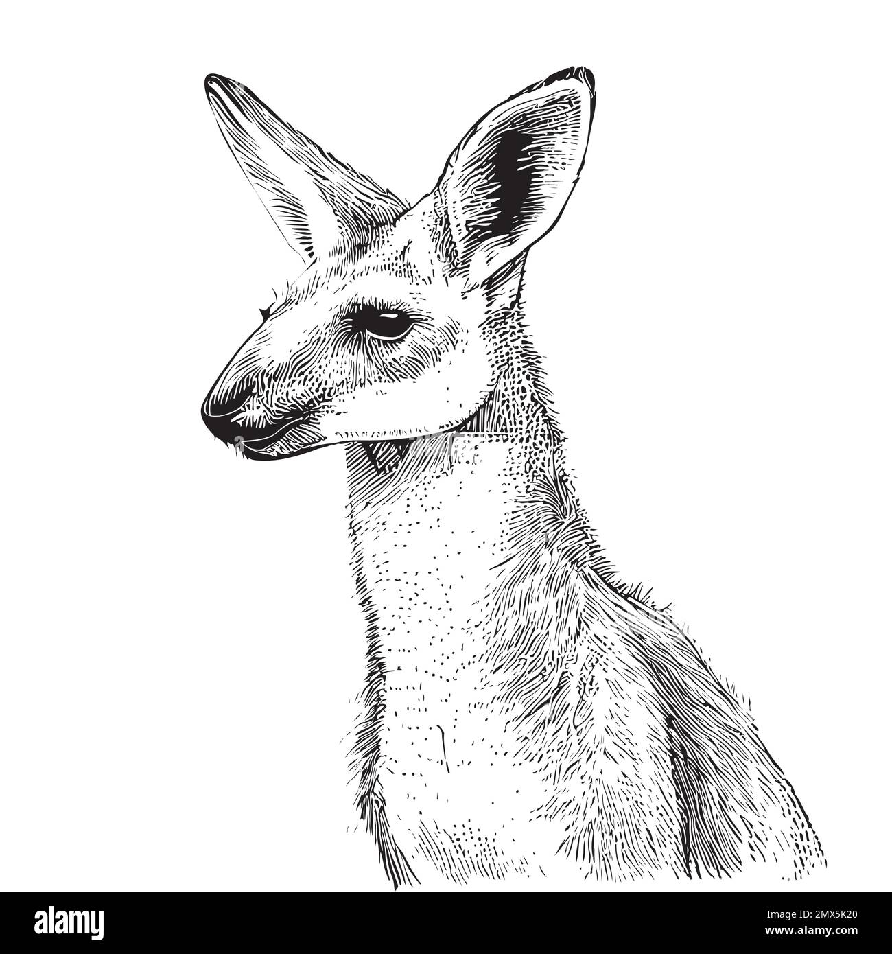 Kangaroo sketch hand drawn in doodle style illustration Stock Vector ...
