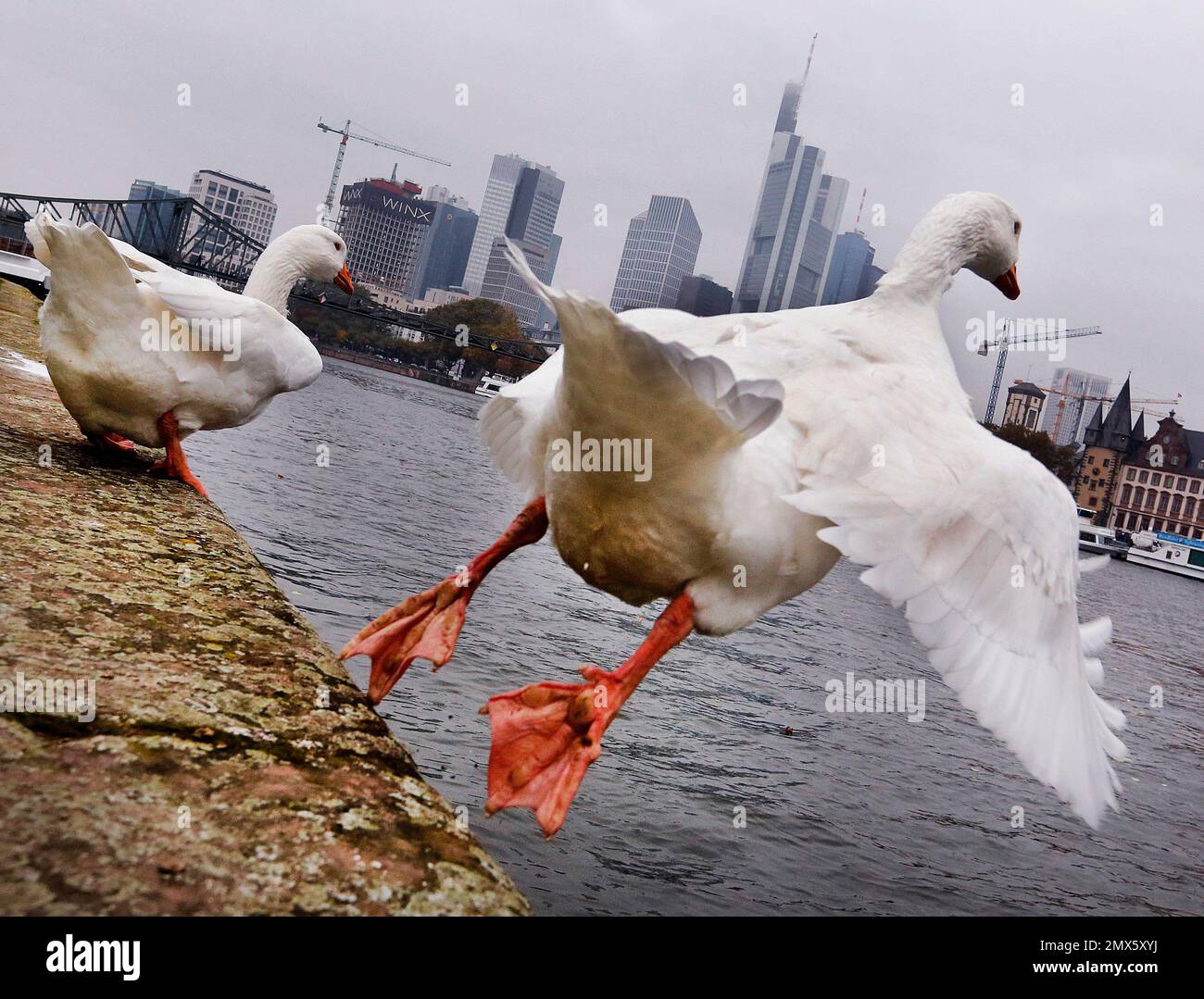 A big white goose takes off from the banks of the river Main with the ...