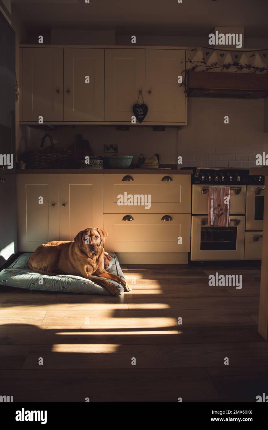 A pet Labrador retriever dog relaxing at home in a kitchen with soft ...