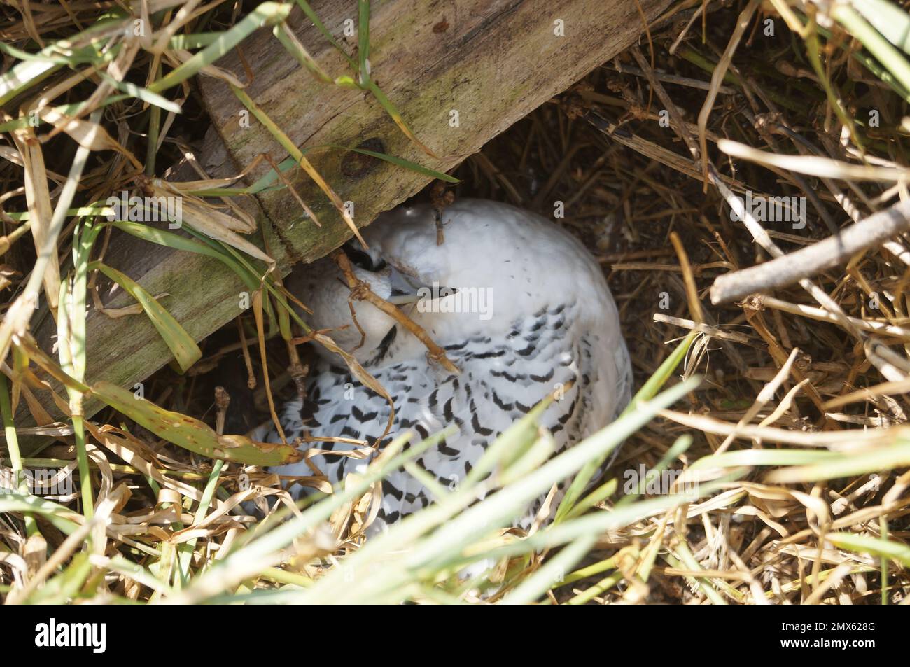 tropicbird in its nest in Mauritius - (paille en queue dans son nid à ...