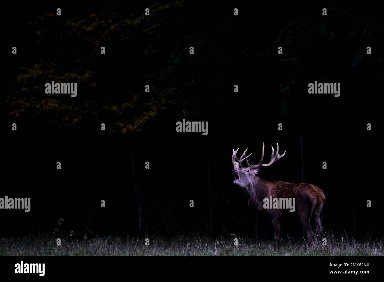 A red deer bellows during the rutting season at a wildlife park on a ...