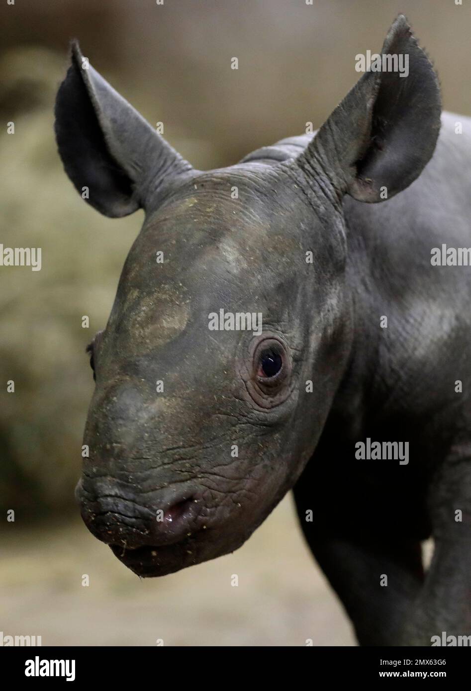 A newly born critically endangered eastern black rhino walks in its ...