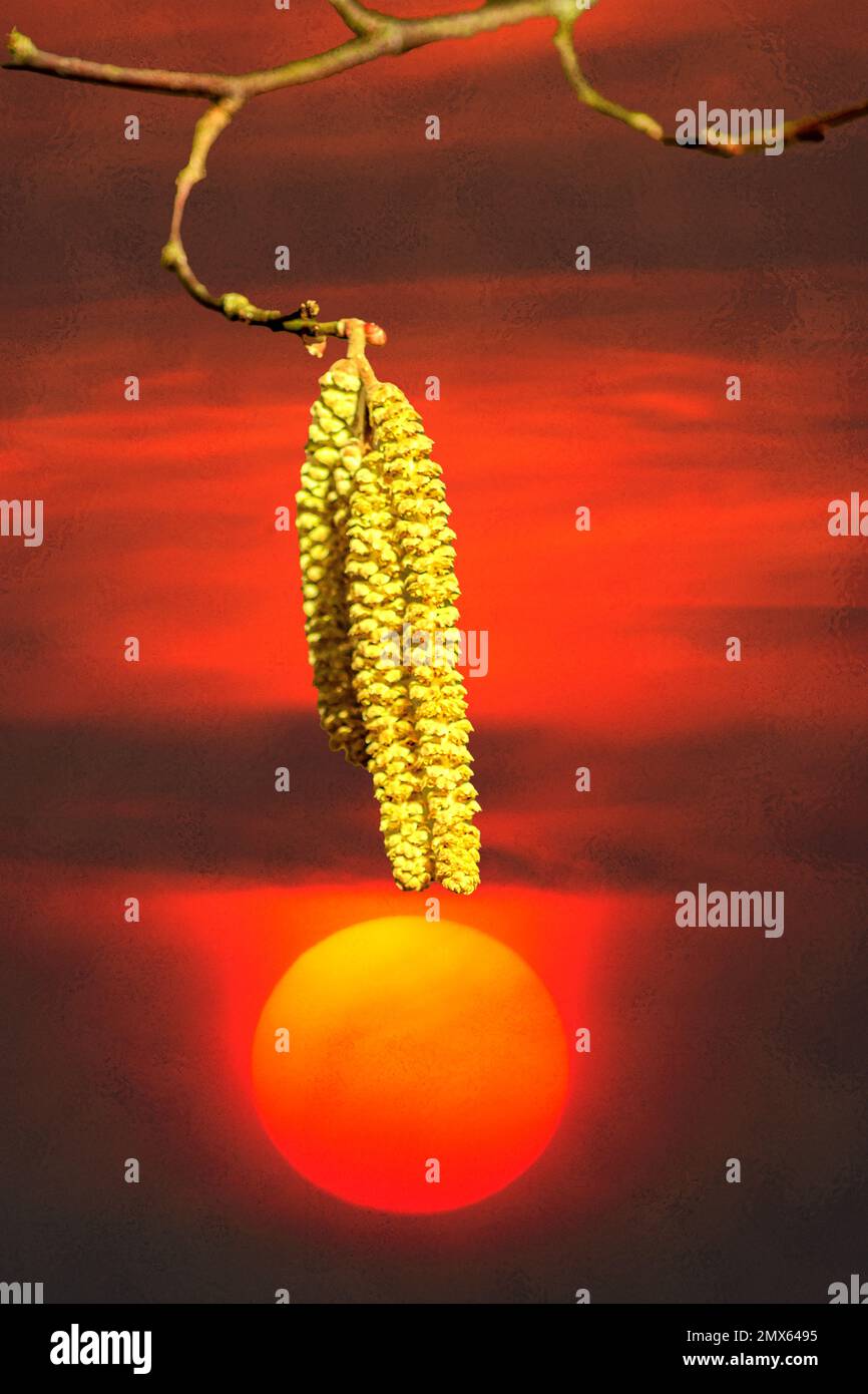 NATURE : HAZELNUT SEED MEETS SUNSET Stock Photo - Alamy