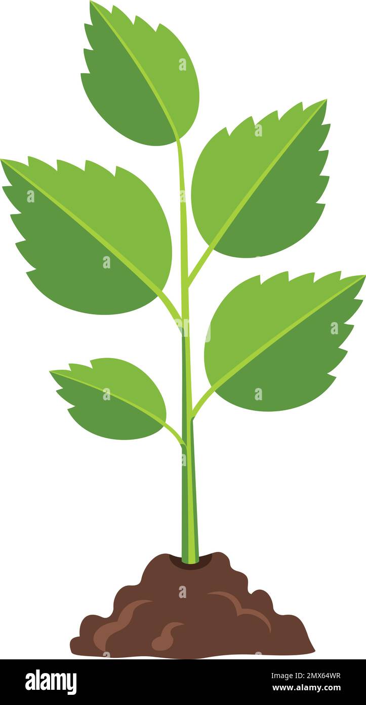 Growing sprout leaves one Stock Vector Images - Alamy
