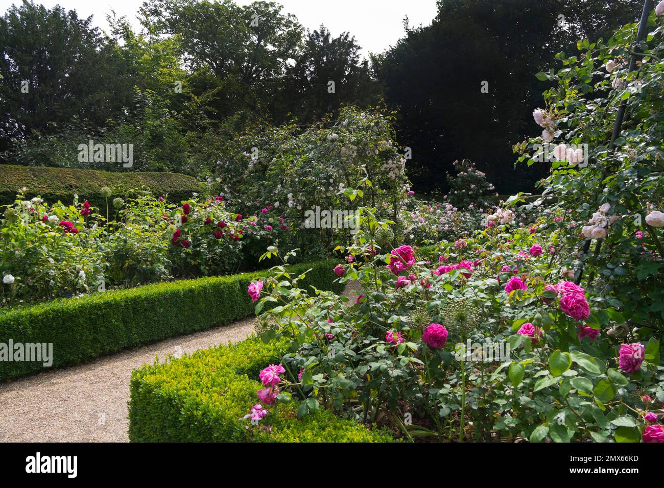 Beautiful old fashioned Mme Isaac Péreiré’, Princess Anne and Gertrude ...