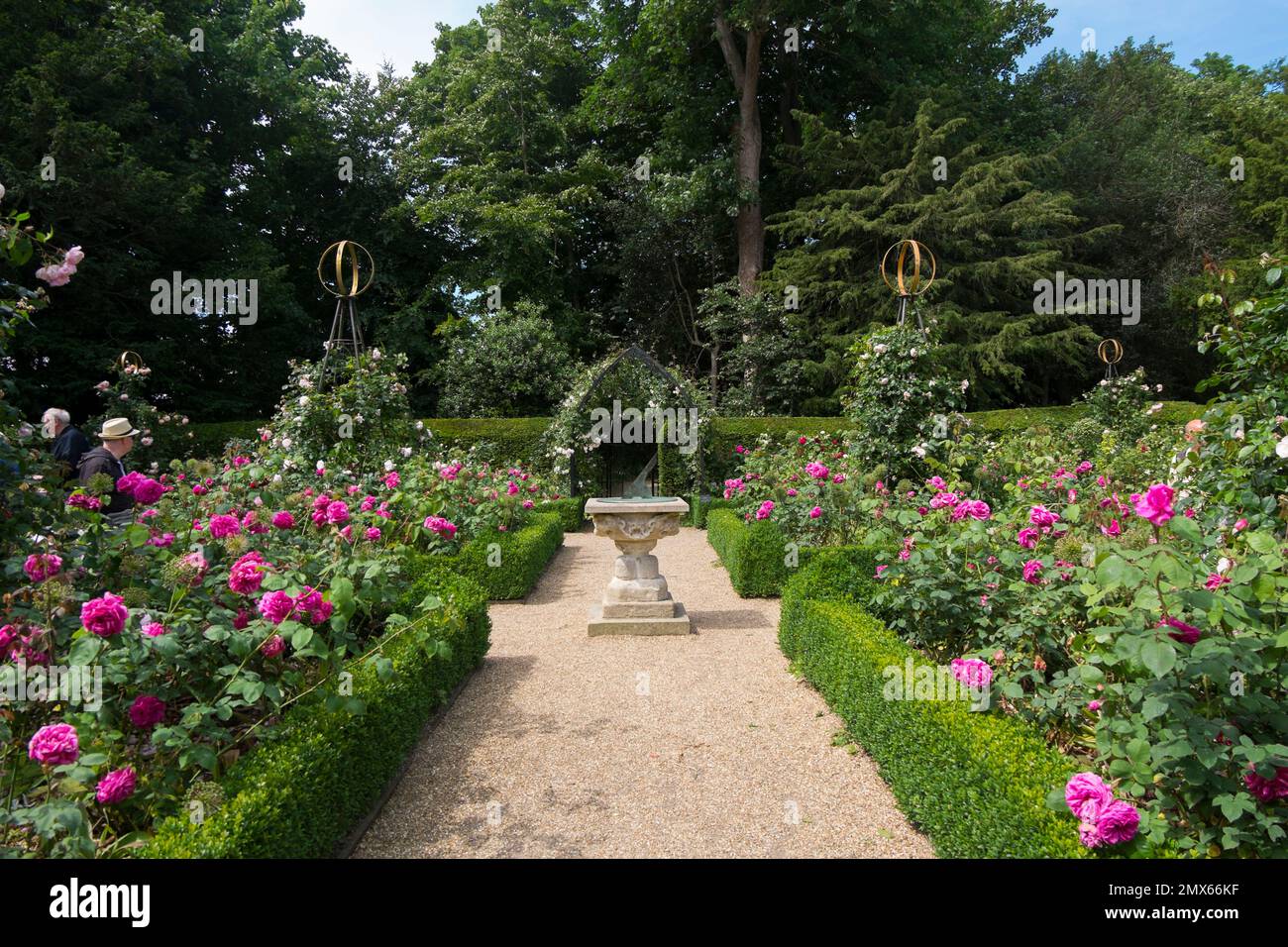 Beautiful old fashioned Mme Isaac Péreiré’, Princess Anne and Gertrude ...