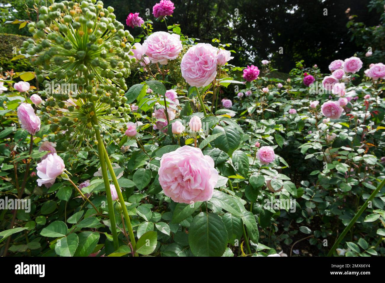 Beautiful old fashioned Desdemona, Princess Anne and Gertrude Jekyll ...