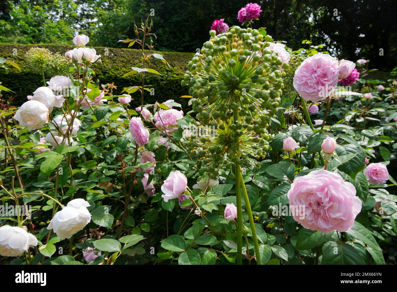 Beautiful old fashioned Desdemona, Princess Anne and Gertrude Jekyll ...