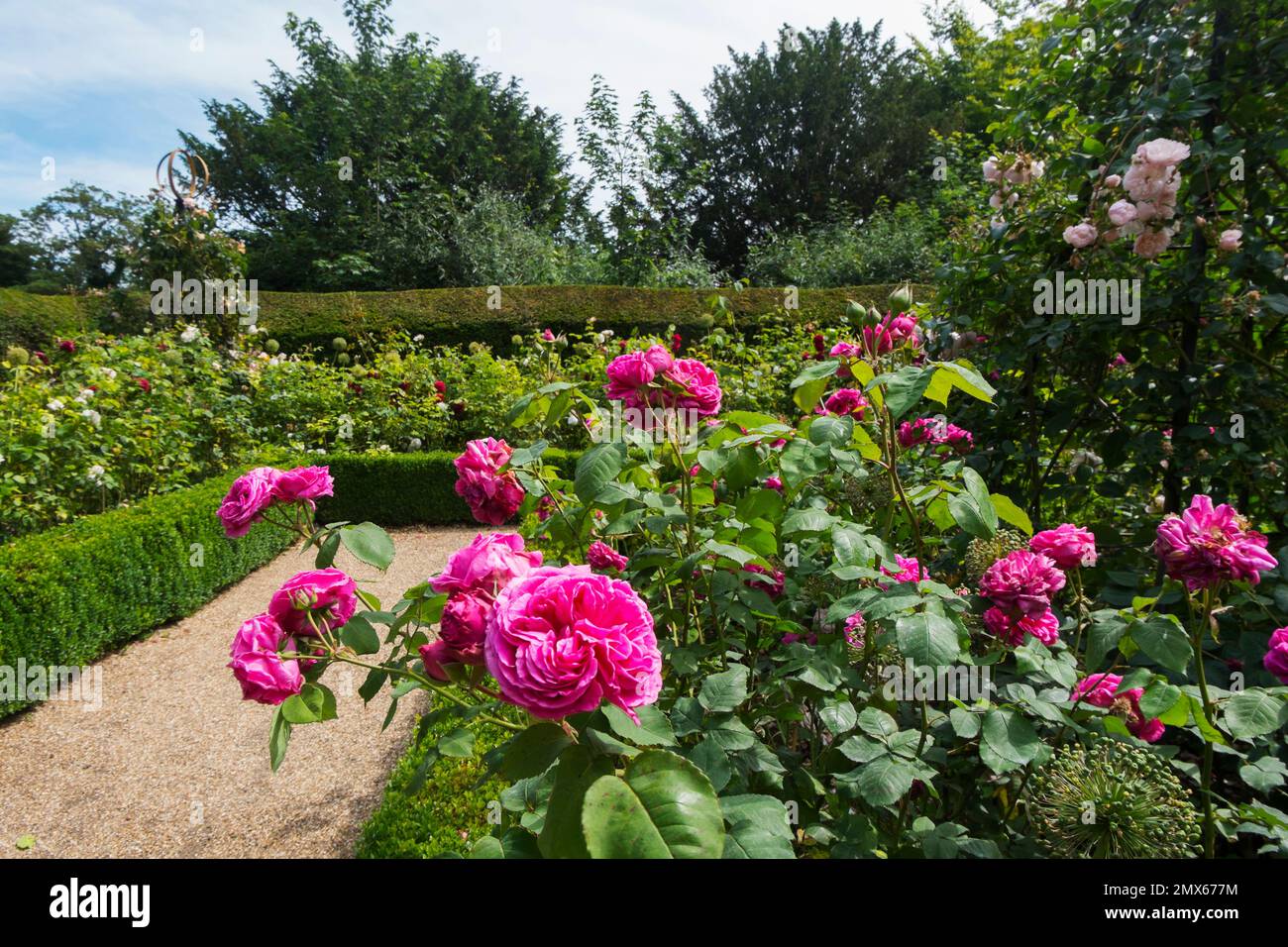 Beautiful old fashioned Mme Isaac Péreiré’, Princess Anne and Gertrude ...