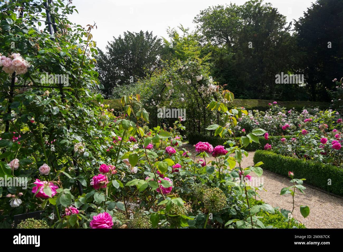Beautiful old fashioned Mme Isaac Péreiré’, Princess Anne and Gertrude ...