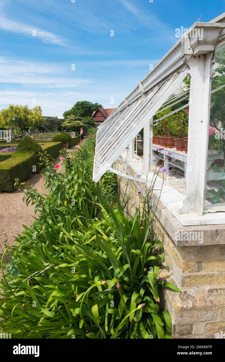 Pelargoniums in the original Victorian Vine House built in 1850, with ...