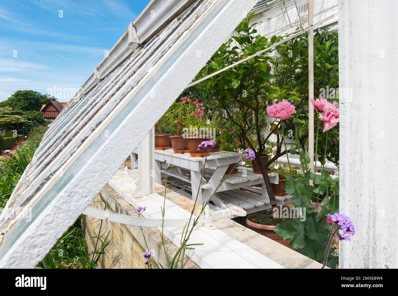 Pelargoniums in the original Victorian Vine House built in 1850, with ...