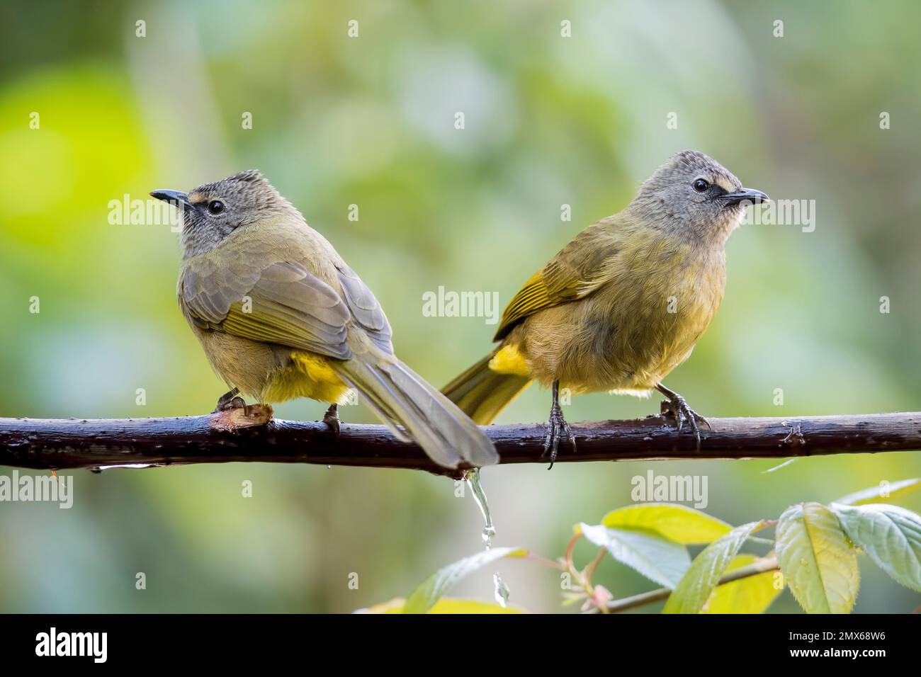 Male bulbul hi-res stock photography and images - Alamy