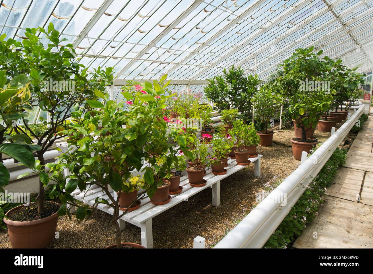 Pelargoniums and citrus trees growing in terracotta pots inside the ...