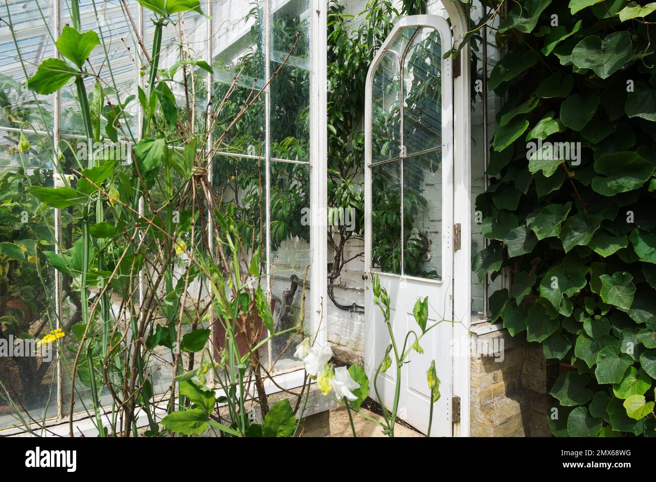 Fruit trees in the Victorian Vine House with Sweet Peas and ...