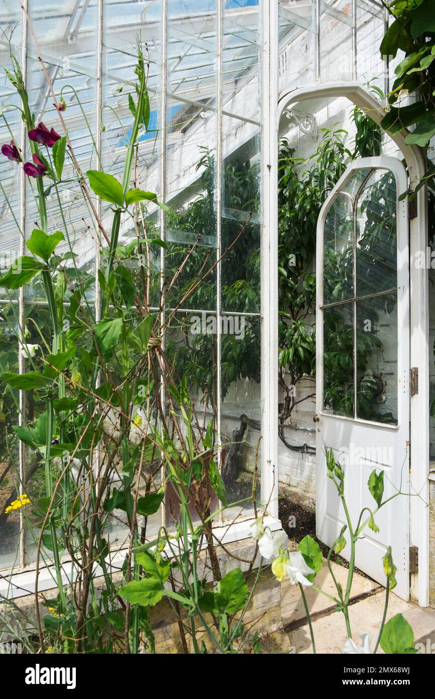 Original victorian vine house hi-res stock photography and images - Alamy