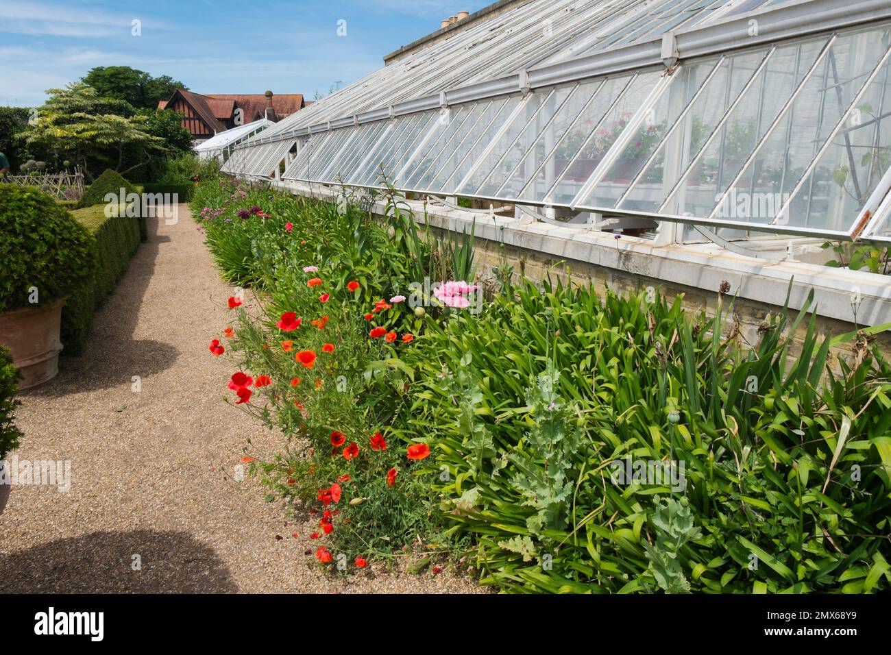 Red and pink poppies along the outside of the original Victorian Vine ...