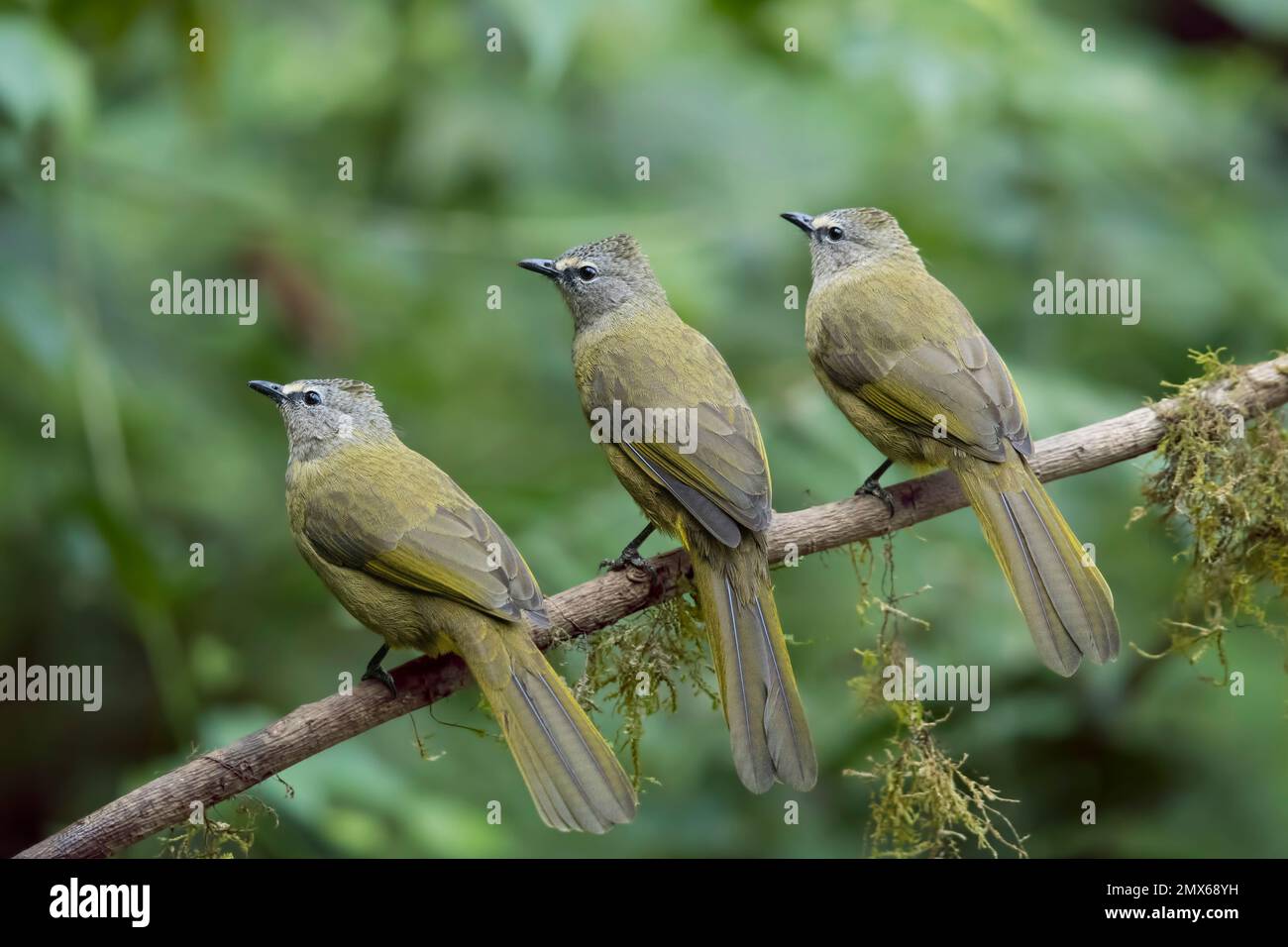 Male bulbul hi-res stock photography and images - Alamy