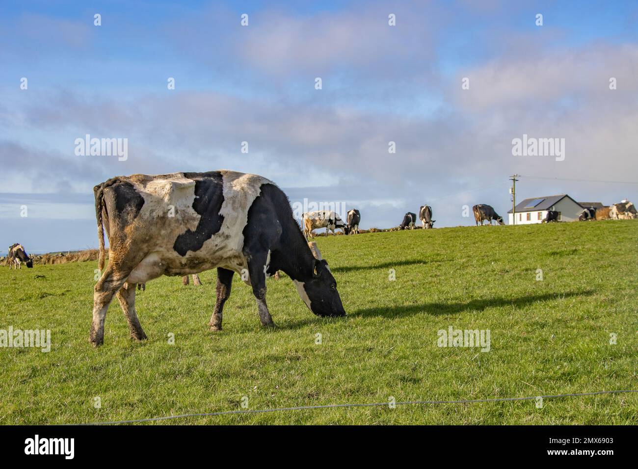Cows let out to Spring grass after a winter housing. Butlerstown, Co ...