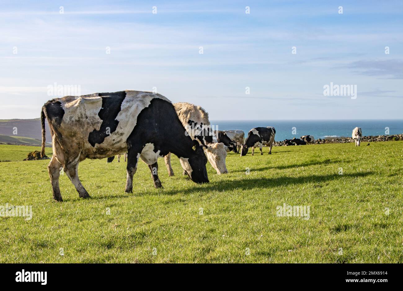 Cows let out to Spring grass after a winter housing. Butlerstown, Co ...