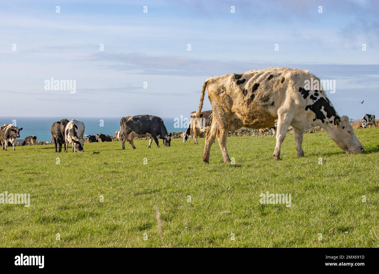 Butlerstown co cork hi-res stock photography and images - Alamy