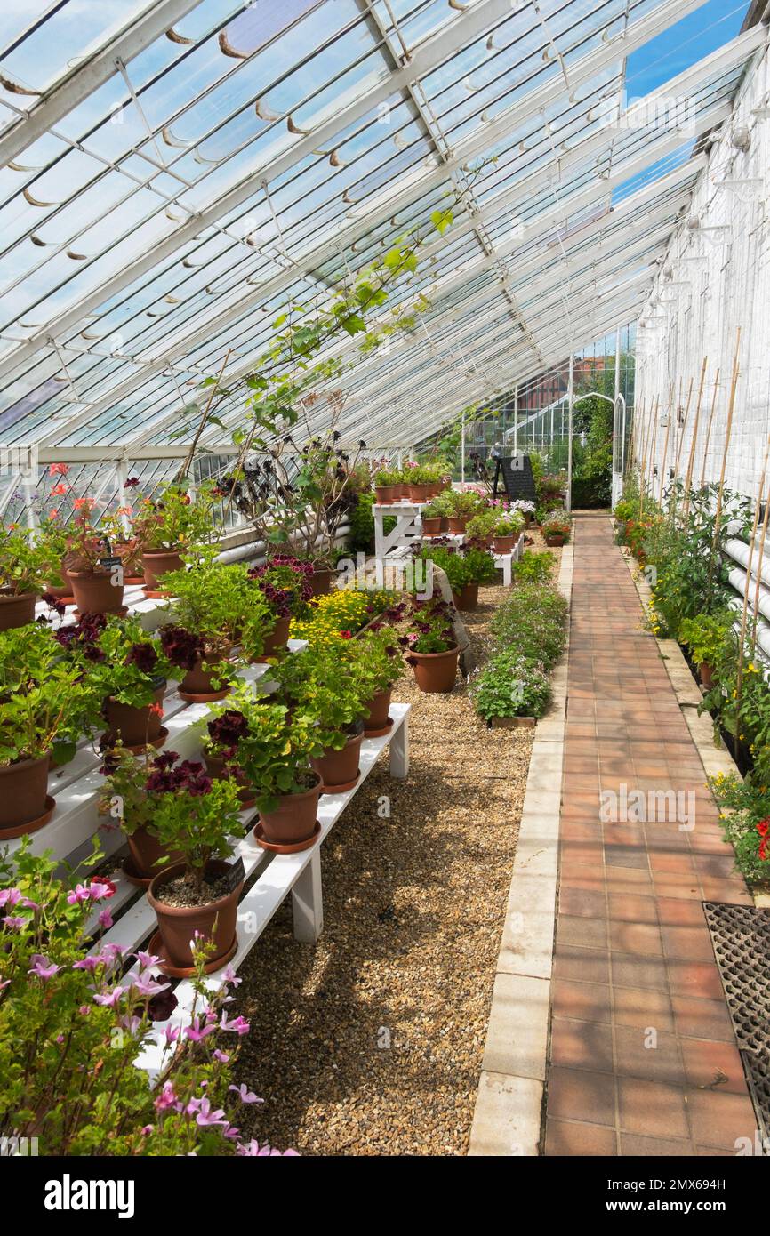 Original victorian vine house hi-res stock photography and images - Alamy