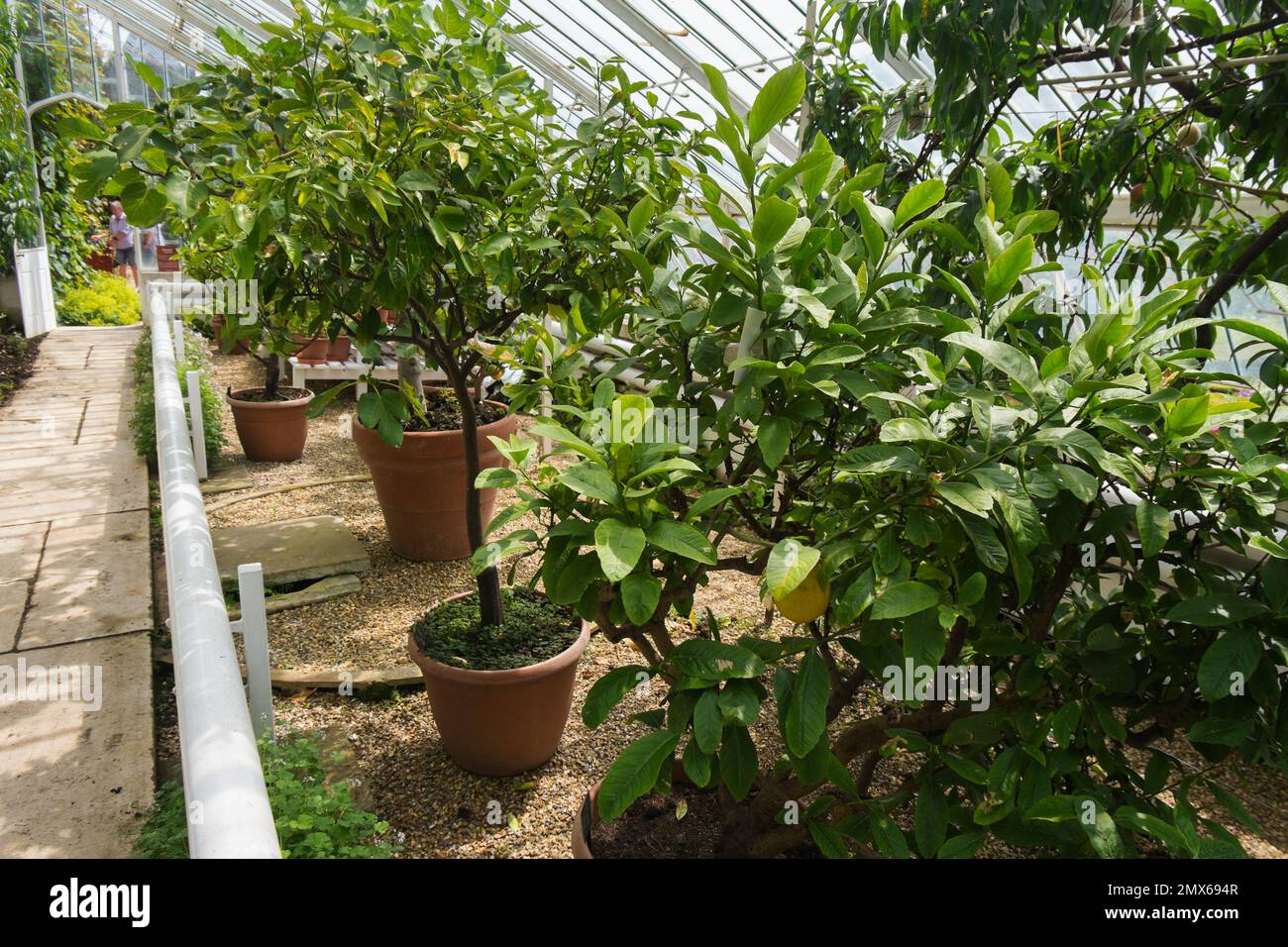 The original Victorian Vine House built in 1850 by Clarke and Hope with ...