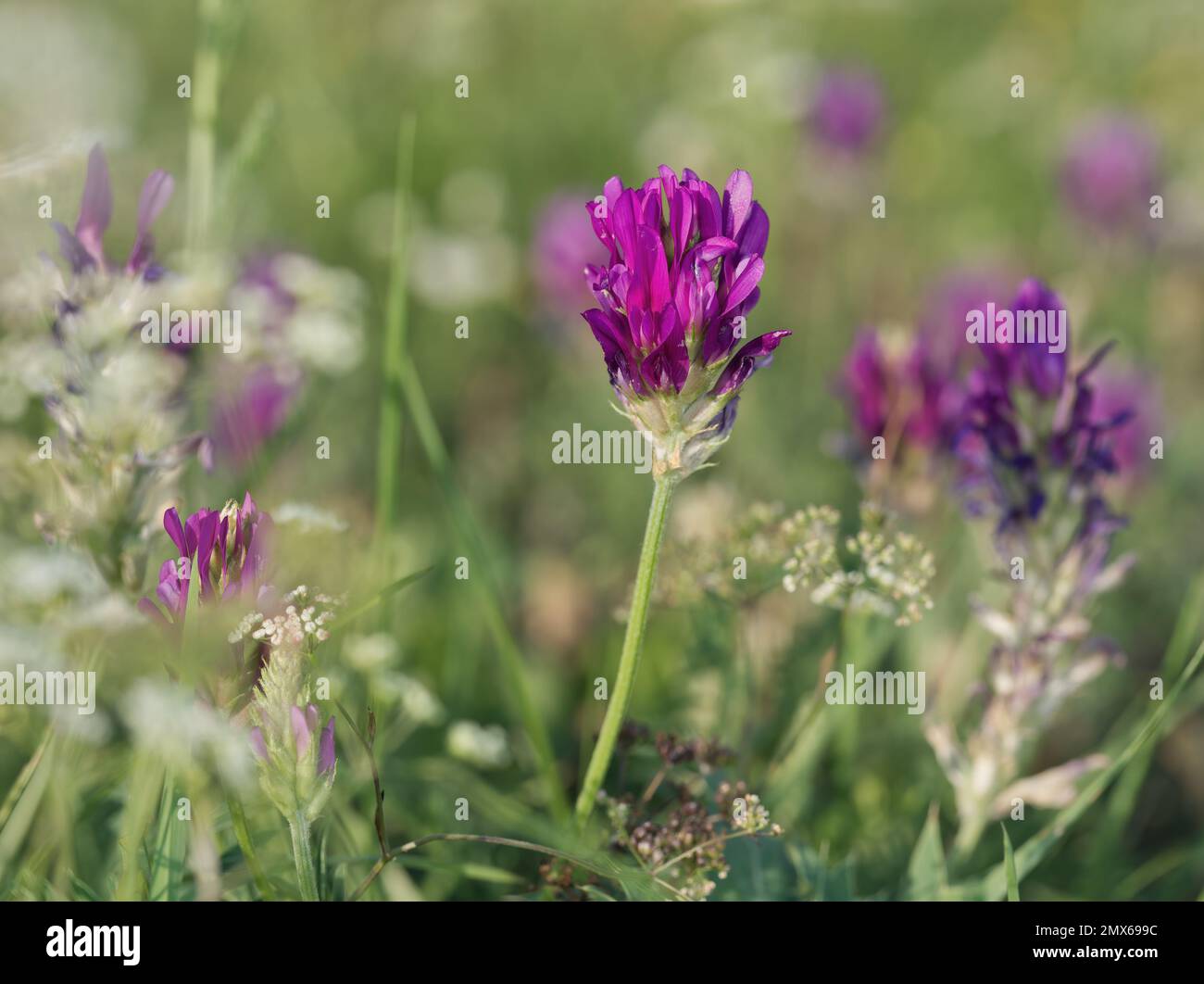 Lucerne plant hi-res stock photography and images - Alamy