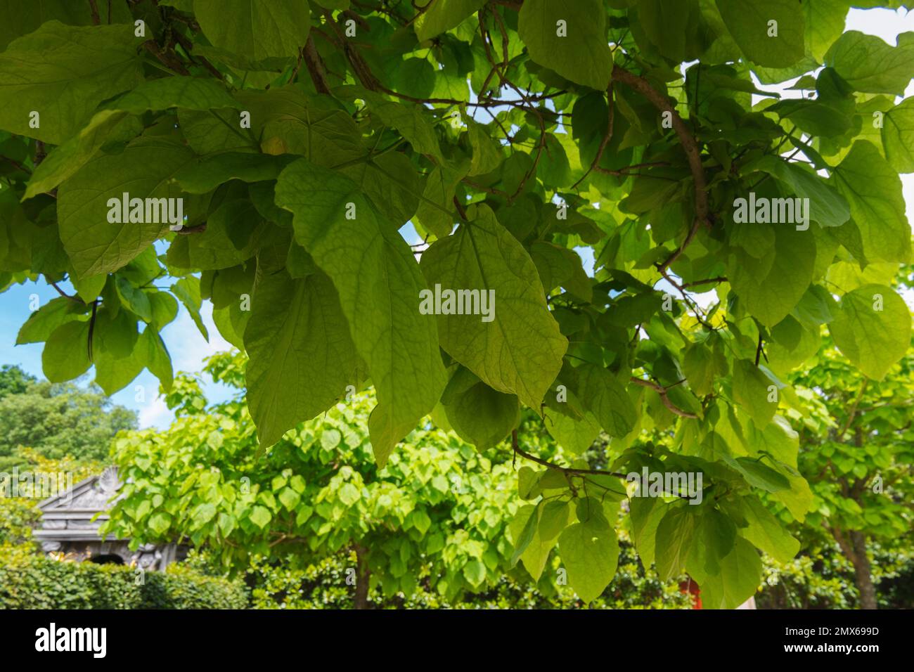 Indian Bean trees or Catalpa bignonioide in the gravel courtyard at the ...