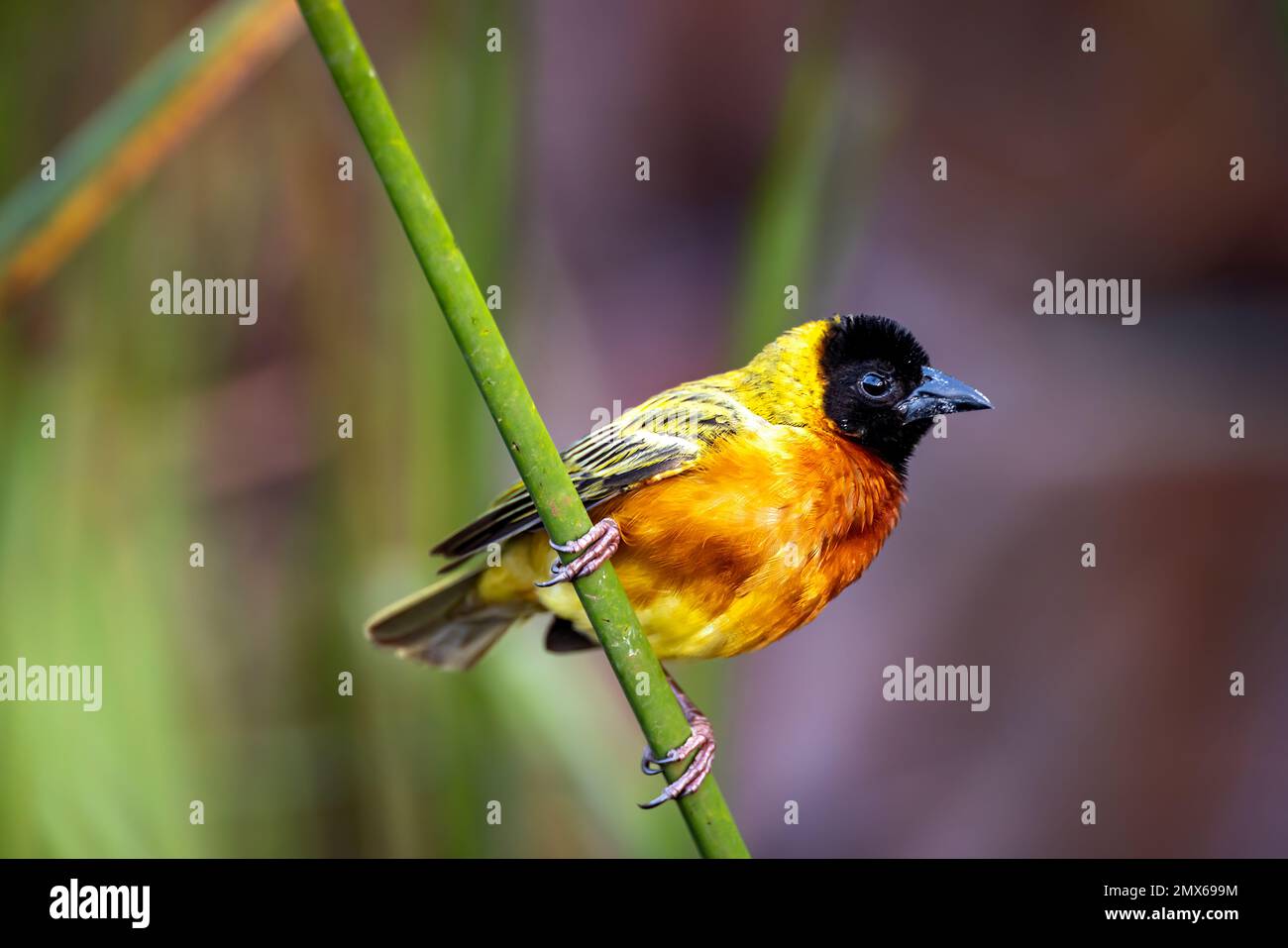 Black-headed Weaver. Ploceus melanocephalus. also known as yellow ...