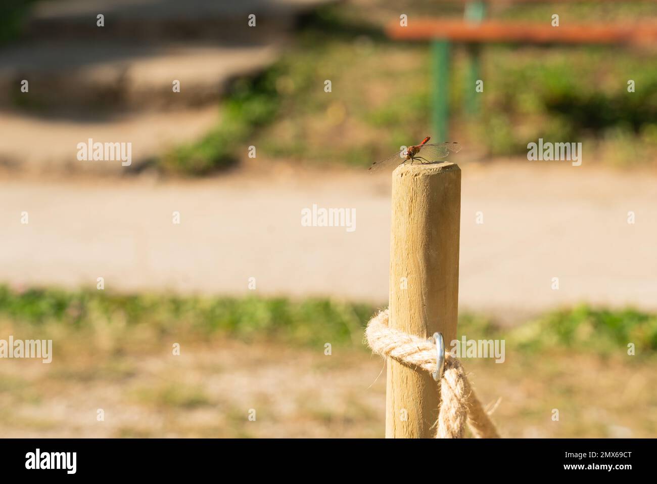 Close-up of dragonfly on wooden pillar with rope used for delimitation ...