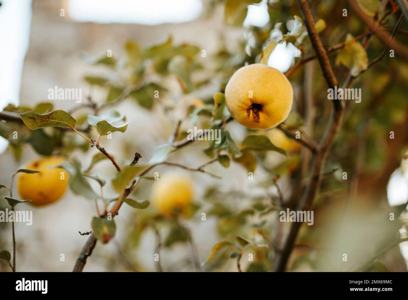 Yellow quince fruit on the tree growing wild in Portugal Stock Photo ...